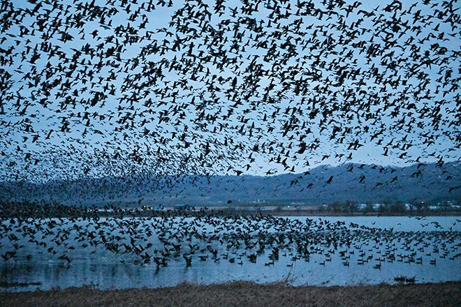 White-fronted geese make their annual stop at Hokkaido marsh | The ...