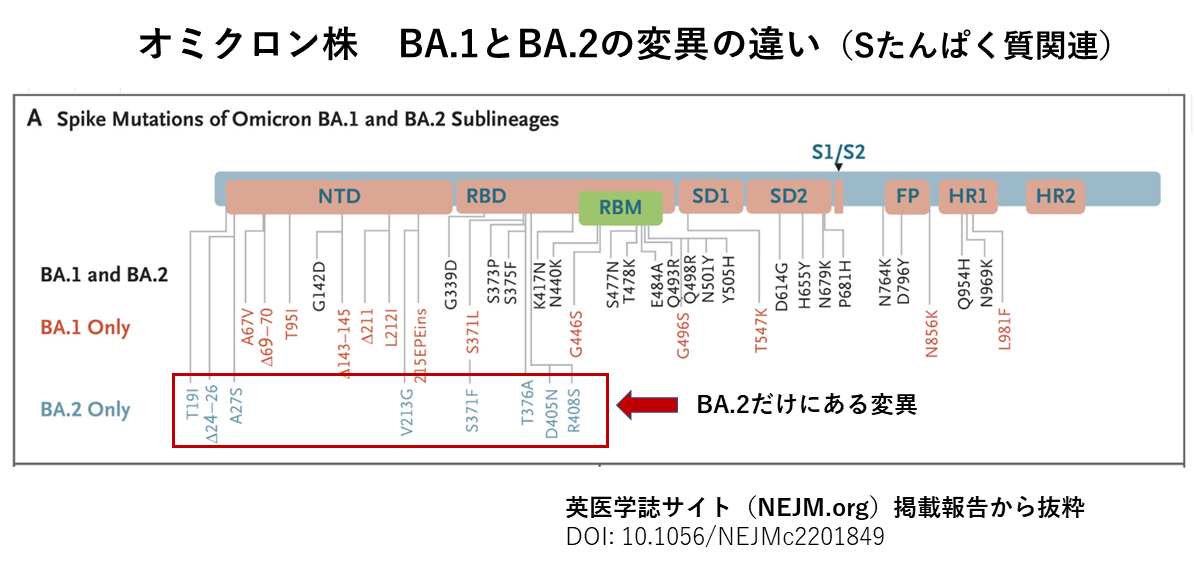オミクロン株BA.2、どんなウイルス? 何が違う? ワクチンは効く?
