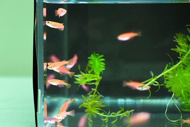 5 men arrested over sales of genetically modified killifish | The Asahi ...