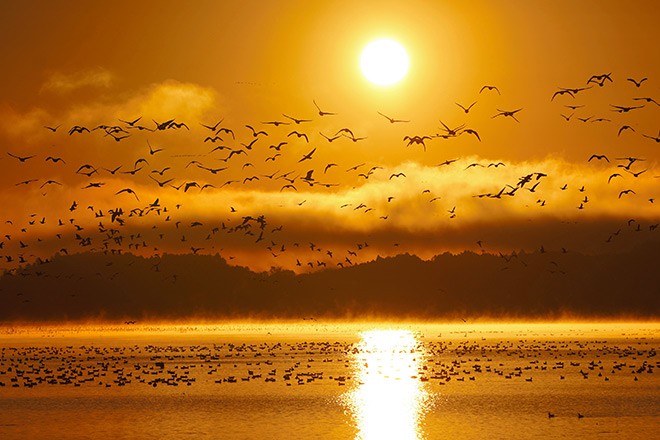 Flocks of geese make annual migration from Siberia to Miyagi | The ...