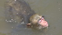 小豆島の夏の風物詩　銚子渓で猿が水浴び　香川