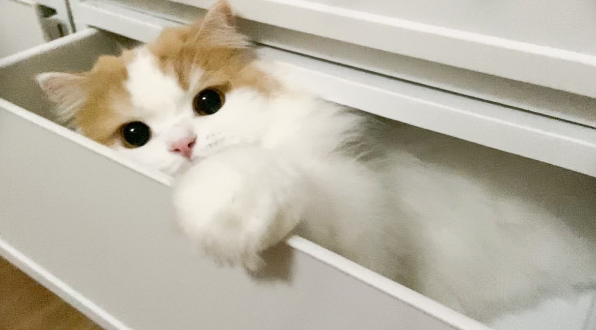 「令和のドラえもん?」…机ならぬ、タンスの引き出しを開けたら猫が!?可愛すぎて 「鼻血ブーです」|まいどなニュース