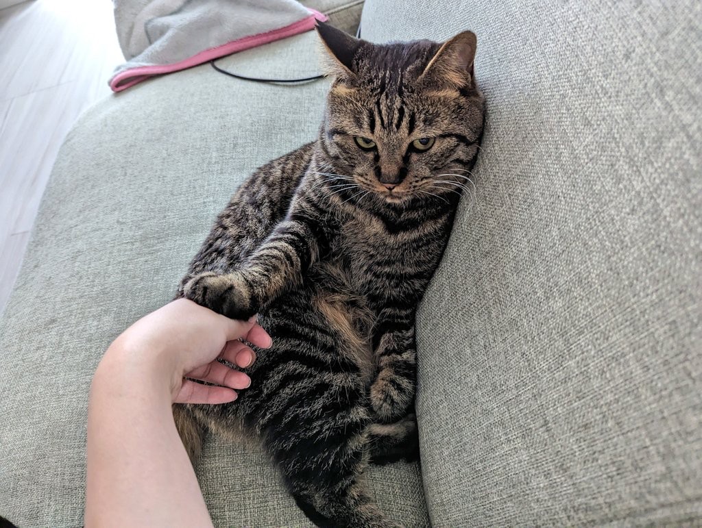 猫を「撫でようとしたらやんわり断られてしまった」 猫さん、どうして？「今は無理」強い意志を感じる｜まいどなニュース