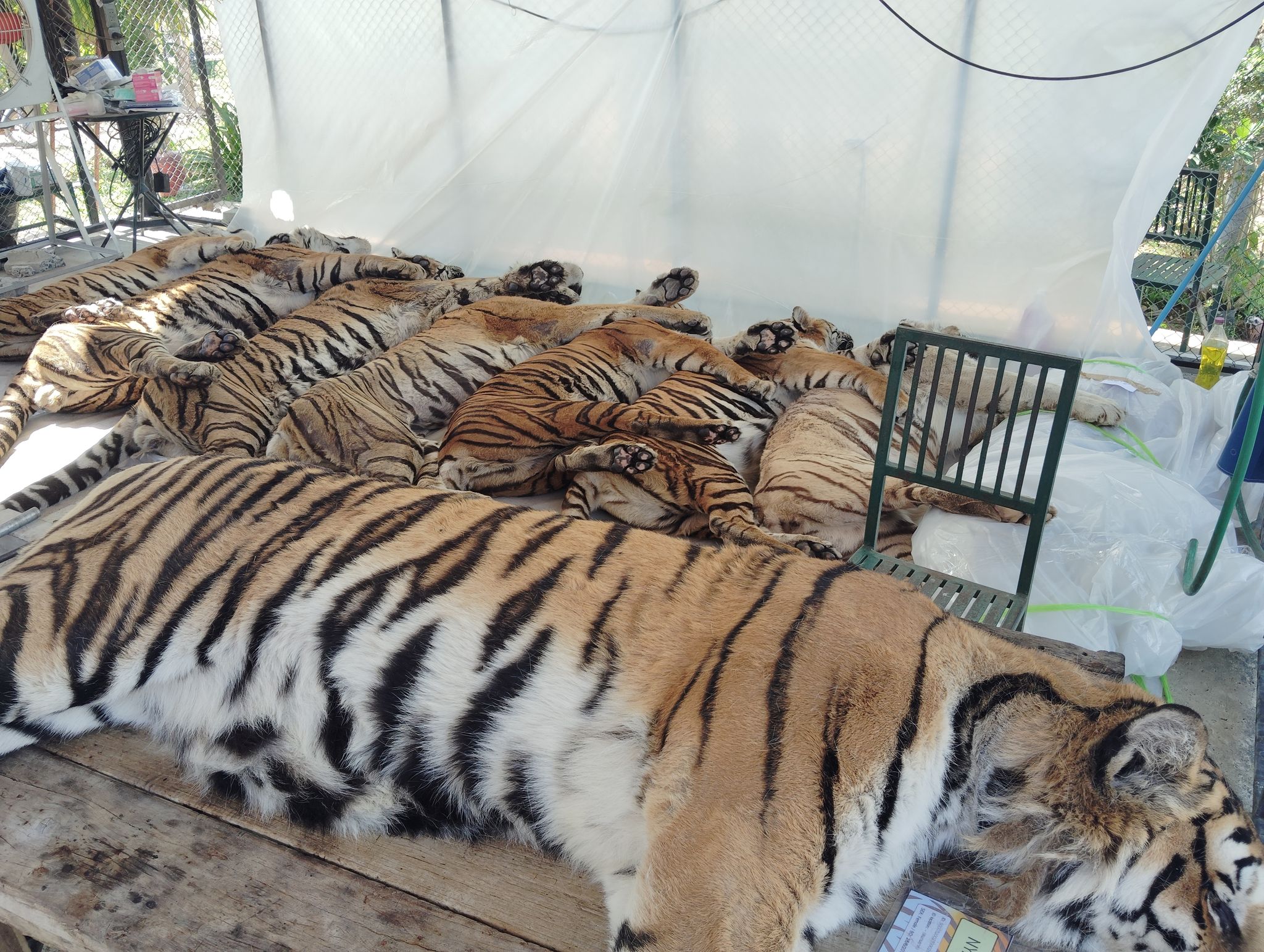 Thai officials say 72 tigers at tourist parks died of canine distemper ...