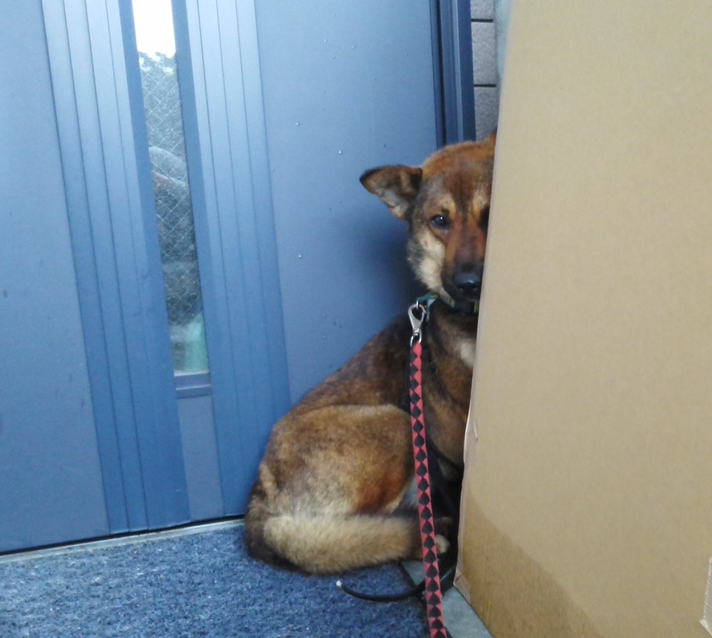 過酷な野犬生活からハッピーな家庭犬へ コロナ禍で繋がった演劇人との赤い糸｜まいどなニュース