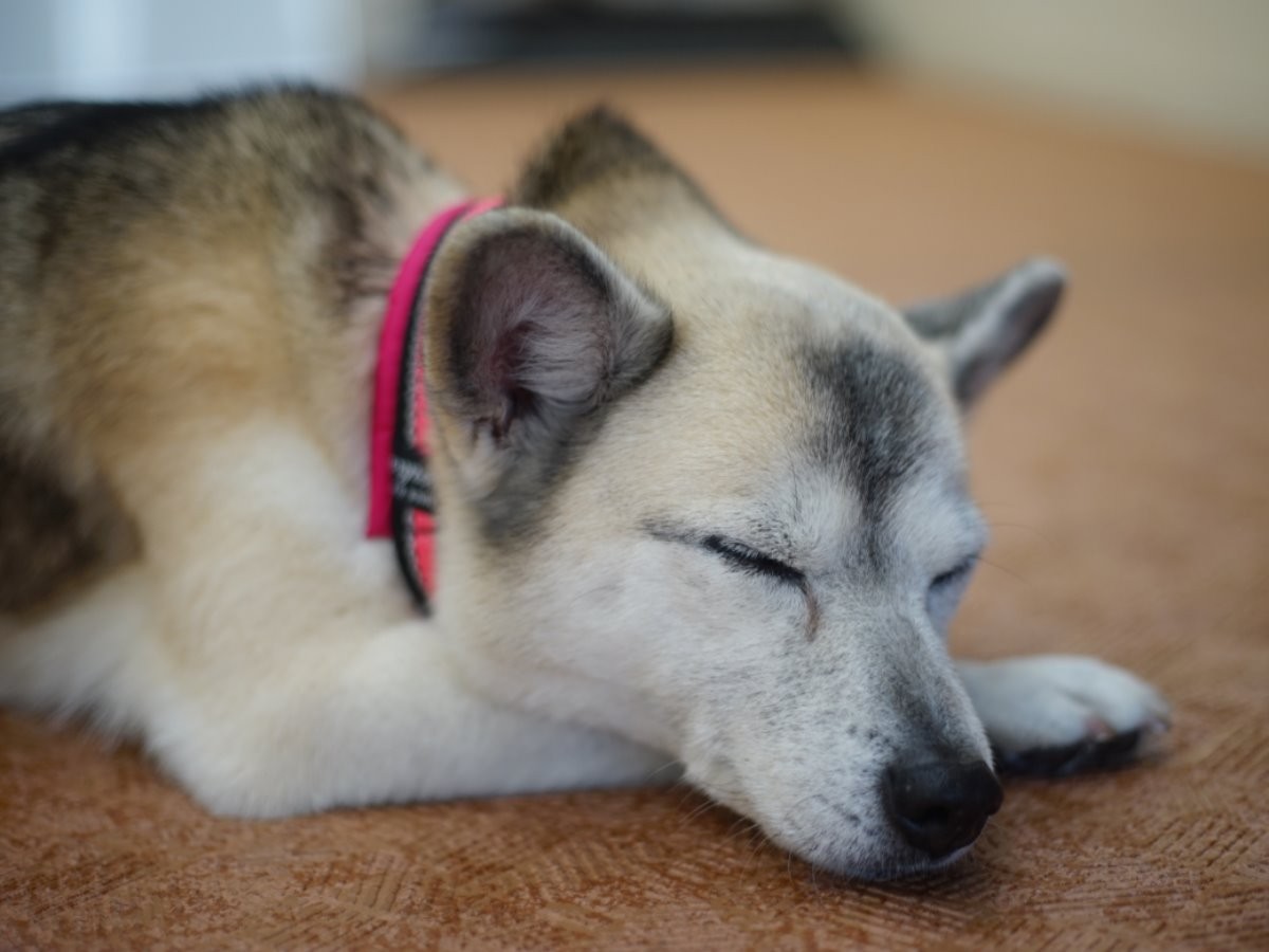 生活を支える介助犬「すな」 | 「犬や猫ともっと幸せに」をコンセプトにしたWEBメディア「sippo」