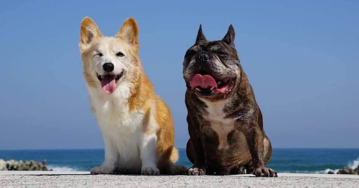 迷える愛犬と飼い主の救世主 「UG DOGS」激アツ店長を育てた2匹の“息子”達 | 「犬や猫ともっと幸せに」をコンセプトにしたWEBメディア ...