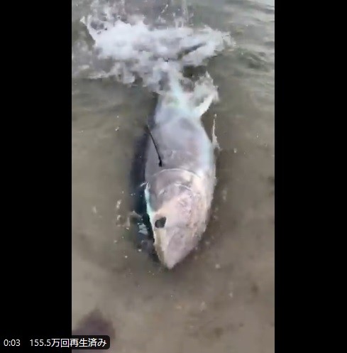 「あっ、マグロ」なぜ海水浴場に出没？地元大学生が動画を撮影 漁業関係者も「理由は分からない」｜まいどなニュース