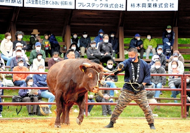 Tohoku’s only bullfighting event celebrates 40th season | The Asahi ...