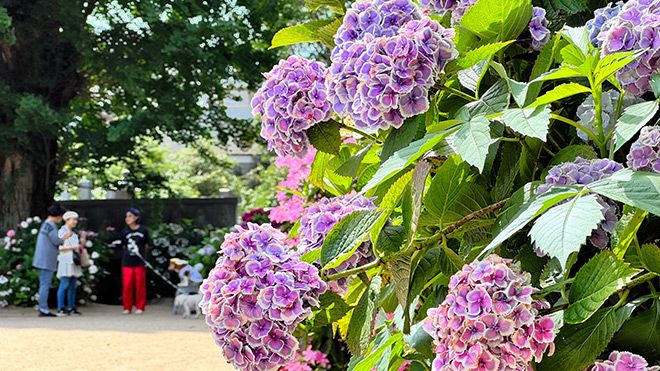 JMA: Rainy season starts in Kanto-Koshin, Tokai regions | The Asahi ...