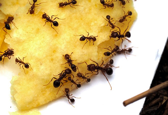 Study: Japanese pheromone could be used to repel invasive fire ants ...