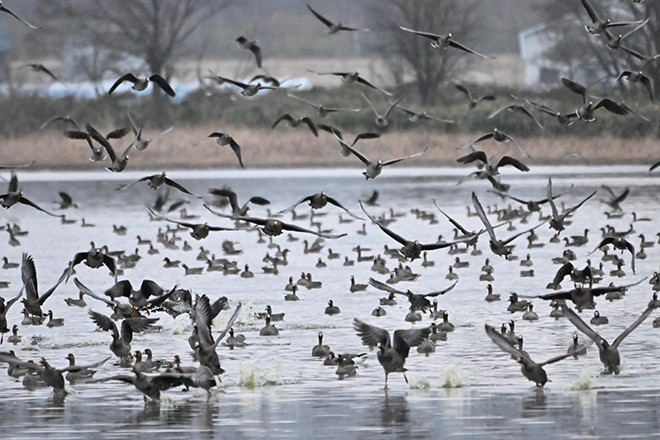 White-fronted geese make their annual stop at Hokkaido marsh | The ...