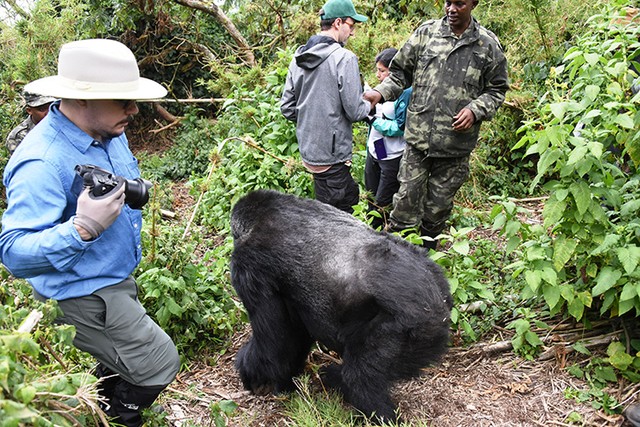 【写真】ルワンダのマウンテンゴリラ：朝日新聞GLOBE＋
