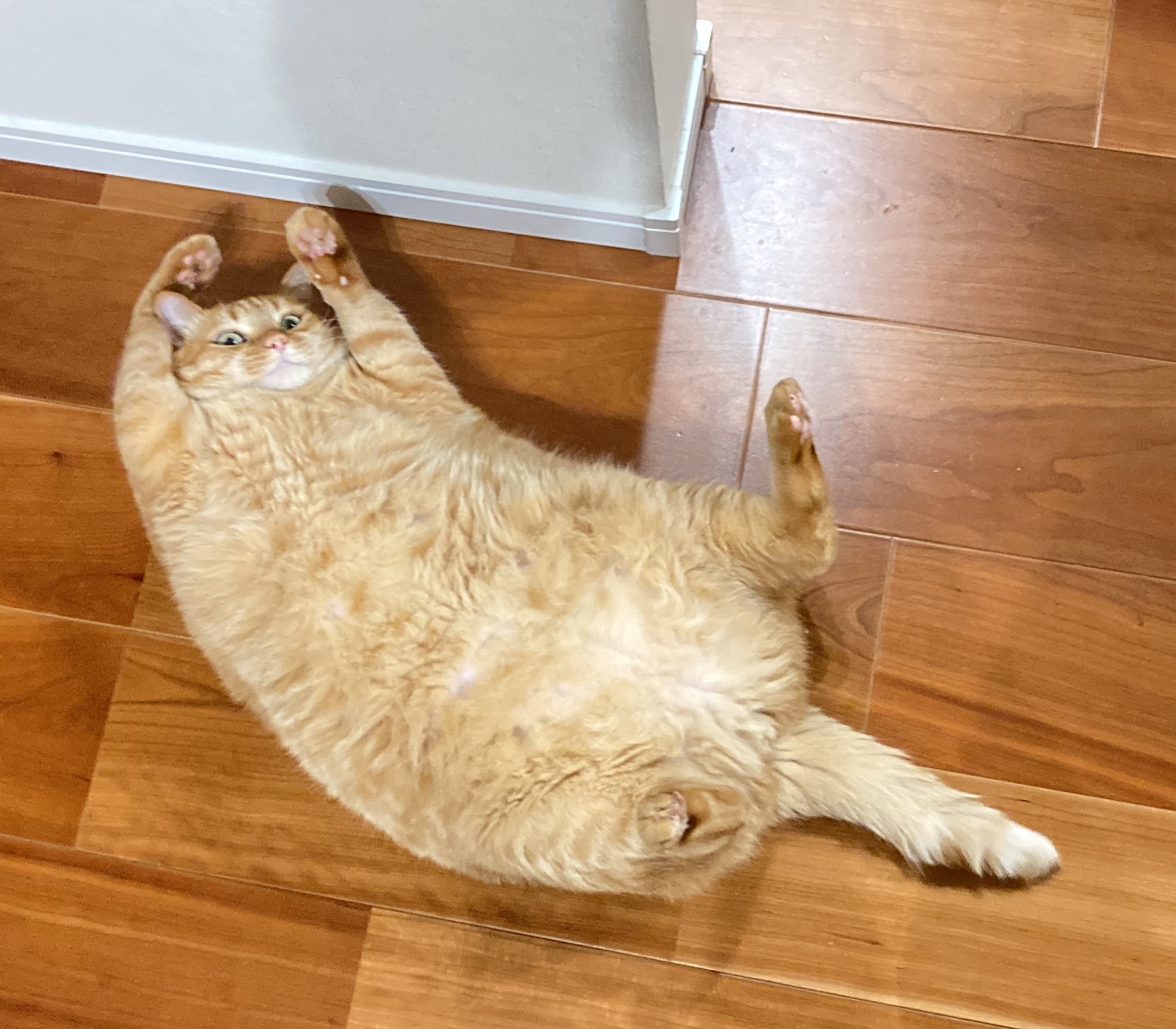 ヘソ天姿でバンザイ「モフられる覚悟」を決めた猫さん 「よーしっ」「時間無制限でモフったる」|まいどなニュース
