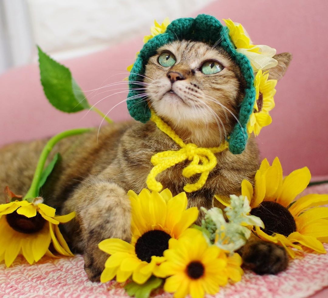 公園で保護した子猫、里親を探そうとしたが…いつしかかけがえのない我が子になっていた｜まいどなニュース