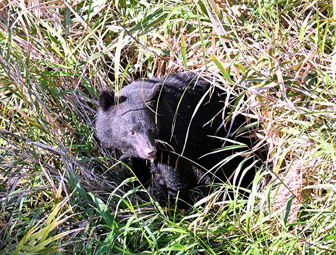 Standardized response system in the works to curb bear attacks | The ...