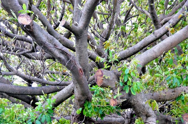American buys tree on Nagasaki island to stop it from being felled ...