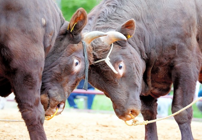 Tohoku’s only bullfighting event celebrates 40th season | The Asahi ...