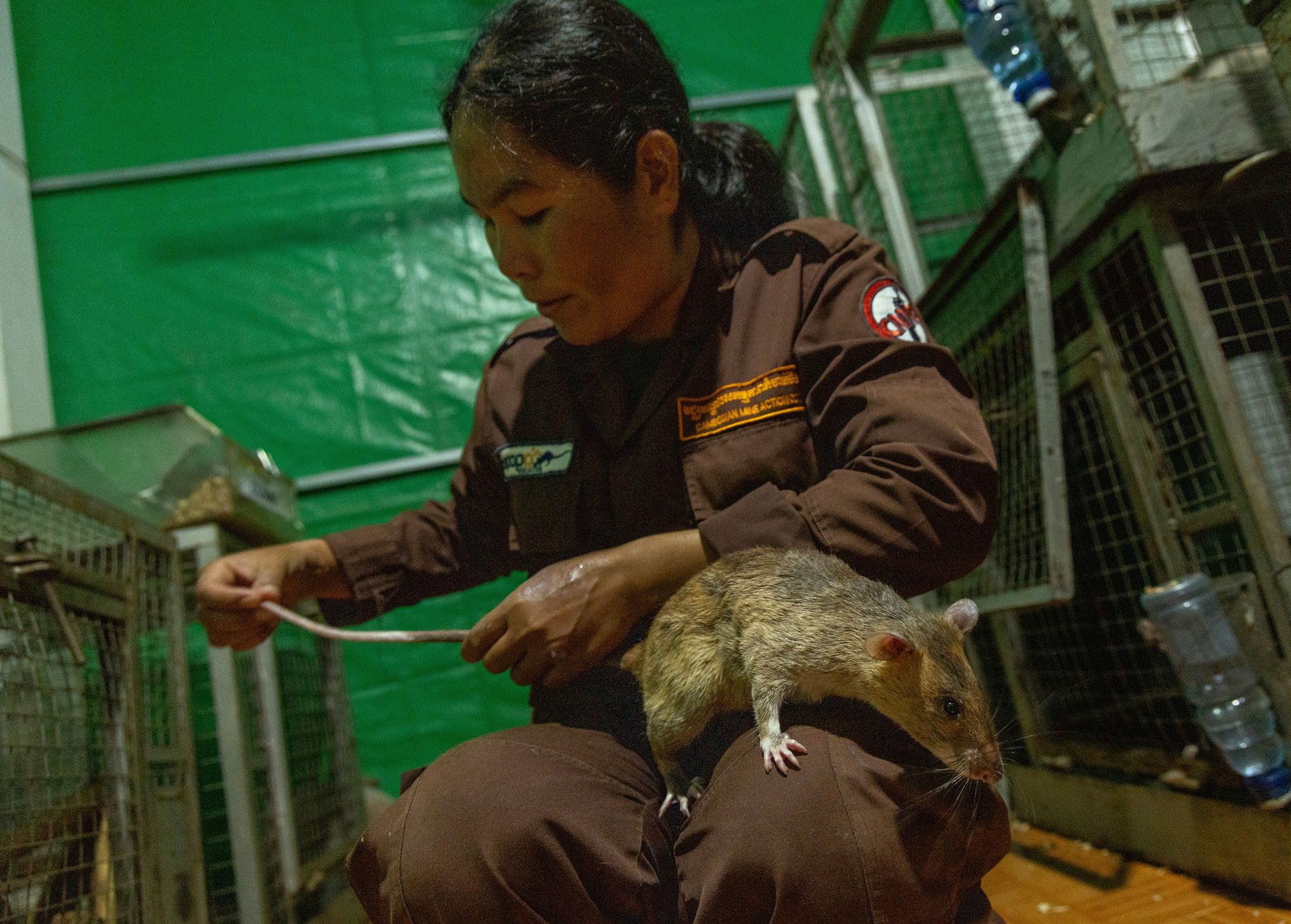 Giant rats leading land mine detection efforts in Cambodia | The Asahi ...