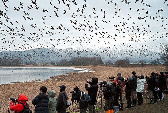 White-fronted geese make their annual stop at Hokkaido marsh | The ...