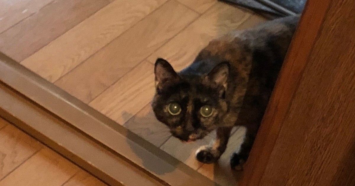 入院した飼い主“猫不足”にもだえる日々 2週間後やっと帰宅すると猫たちの反応は？ | 「犬や猫ともっと幸せに」をコンセプトにしたWEBメディア ...