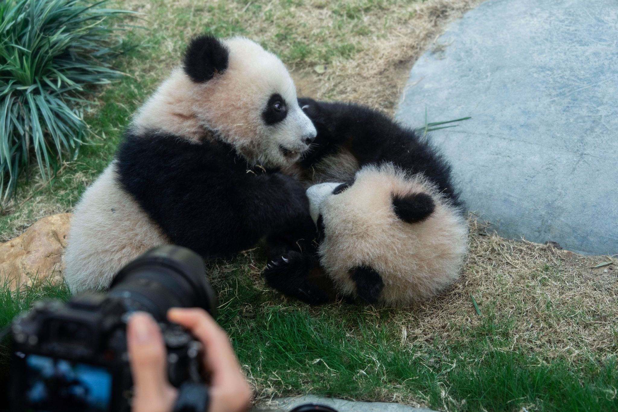 Hong Kong residents compete to name twin panda cubs who just turned 6 months old | The Asahi ...