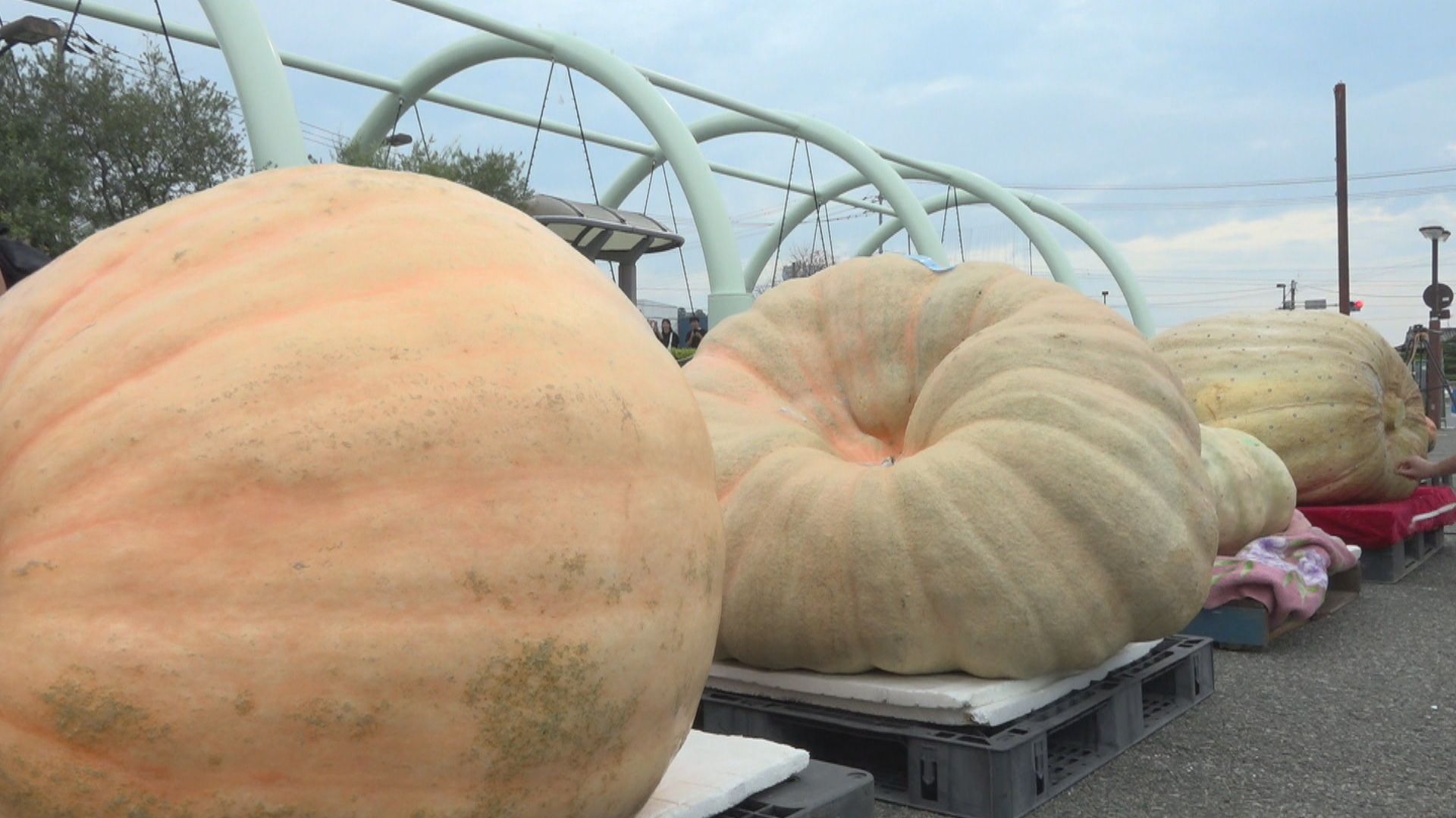 カボチャの重さ日本一を競う「どでカボチャ大会」 494.2kgで千葉県の鈴木さんが2年連続優勝！ 香川・小豆島 | KSBニュース | KSB瀬戸内海放送
