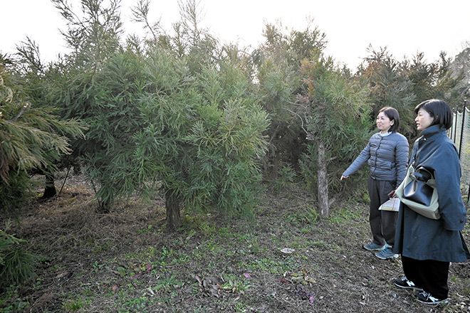 Low-pollen cedar developed, but mass reforesting still not in sight ...