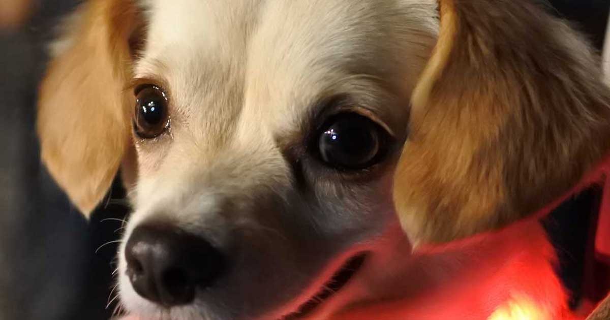 最初は立ち耳、迎えて3日で垂れ耳に ミックス犬の「ミミ」 | 「犬や猫ともっと幸せに」をコンセプトにしたWEBメディア「sippo」